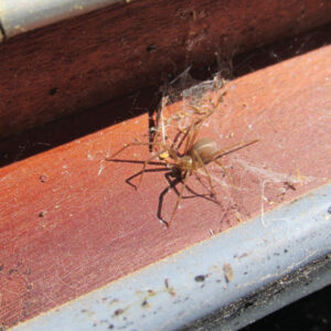 The Benefits of Spiders to Humans - Grit